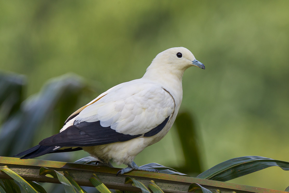 Pied Imperial Pigeon – Birds of Singapore