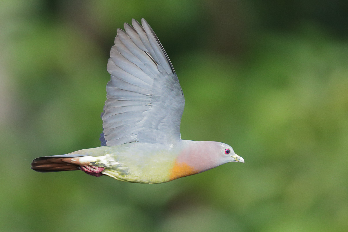 Pink-necked Green Pigeon – Birds of Singapore