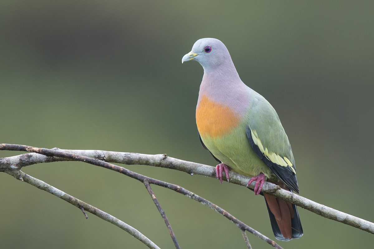 Pink-necked Green Pigeon – Birds of Singapore