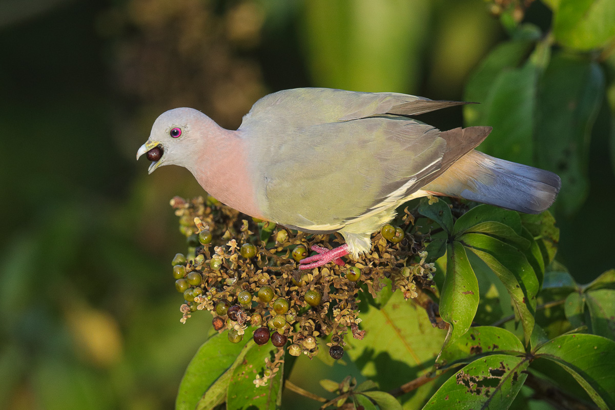 Pink-necked Green Pigeon – Birds of Singapore