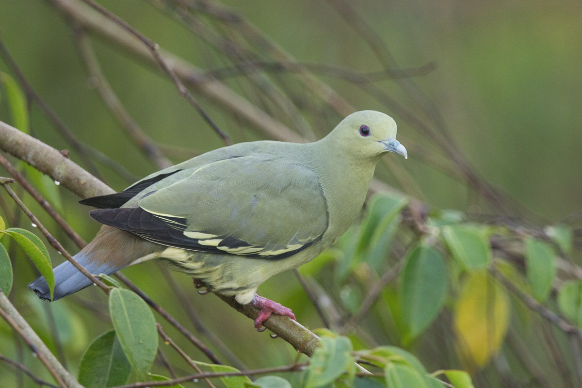 Pink-necked Green Pigeon – Birds of Singapore
