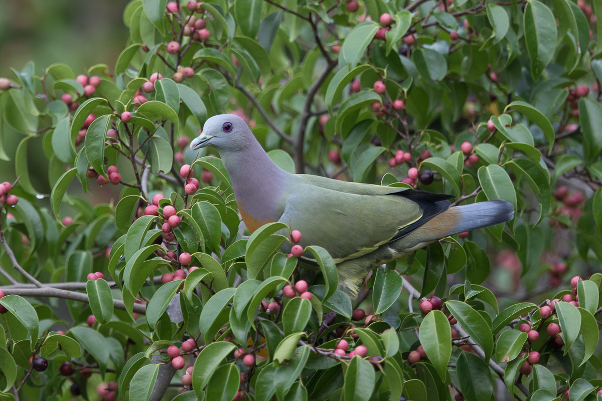 Pink-necked Green Pigeon – Birds of Singapore