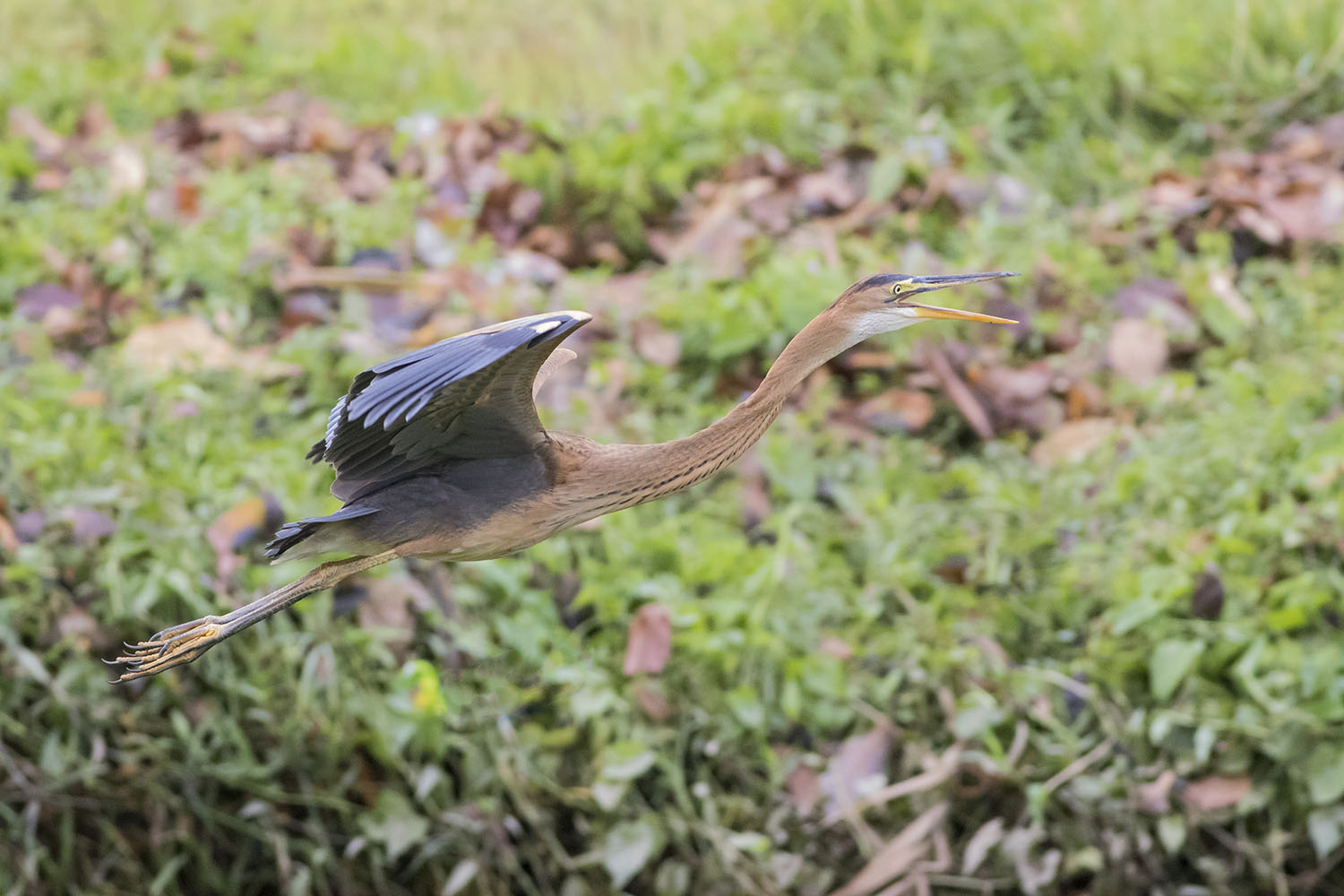 Purple Heron_SeeToh – Birds of Singapore
