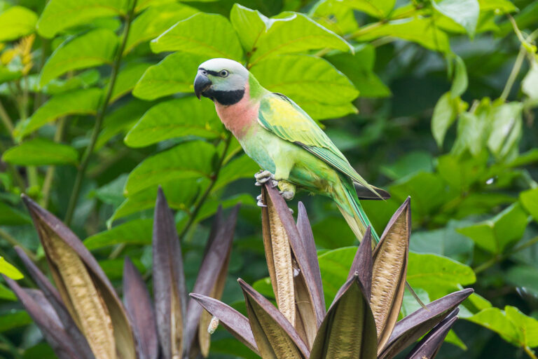 Red-breasted Parakeet – Birds of Singapore