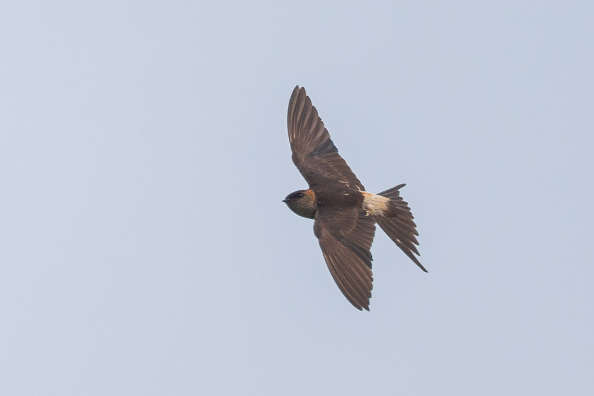 Eastern Red-rumped Swallow – Birds of Singapore