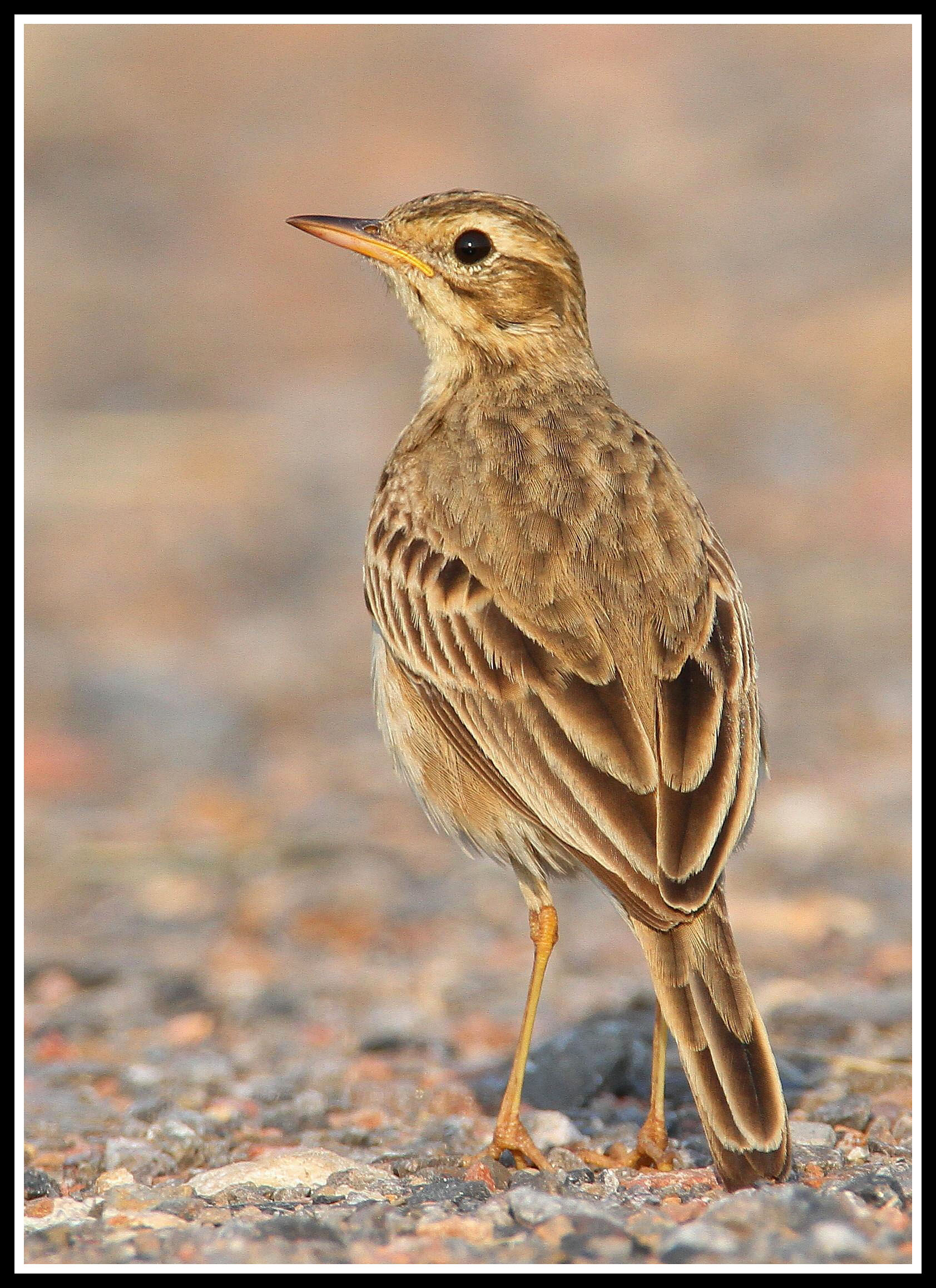 Richard’s Pipit_DanielKoh – Birds of Singapore