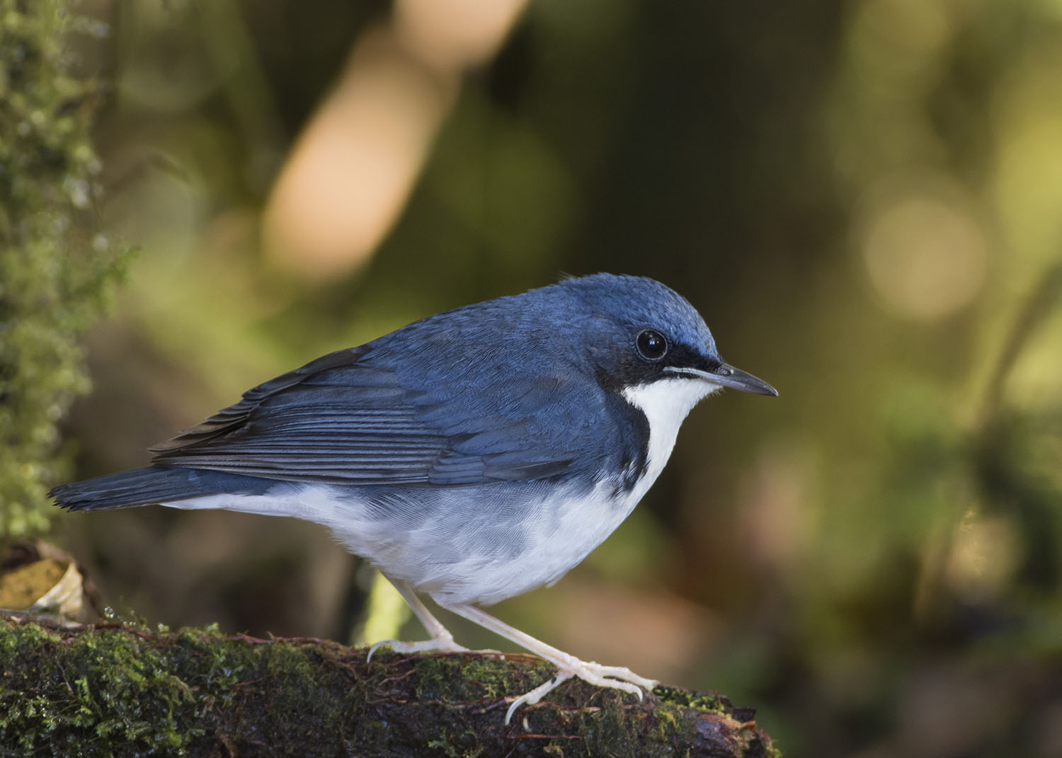 Siberian Blue Robin – Birds of Singapore