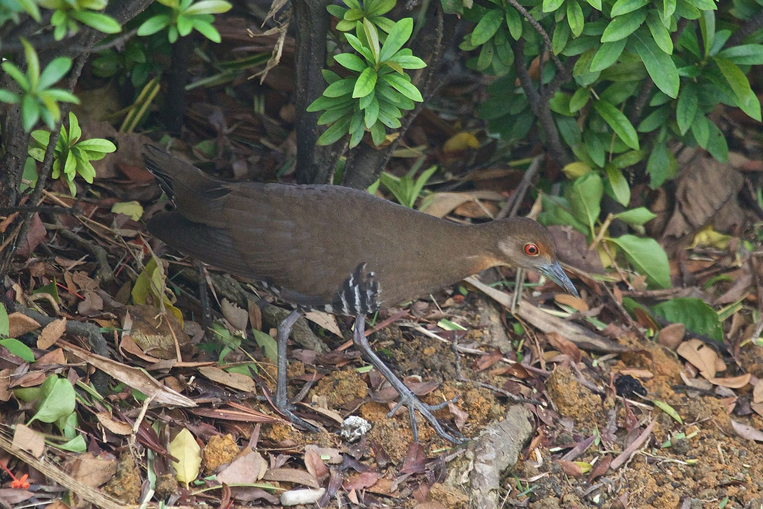 Slaty-legged Crake – Birds of Singapore