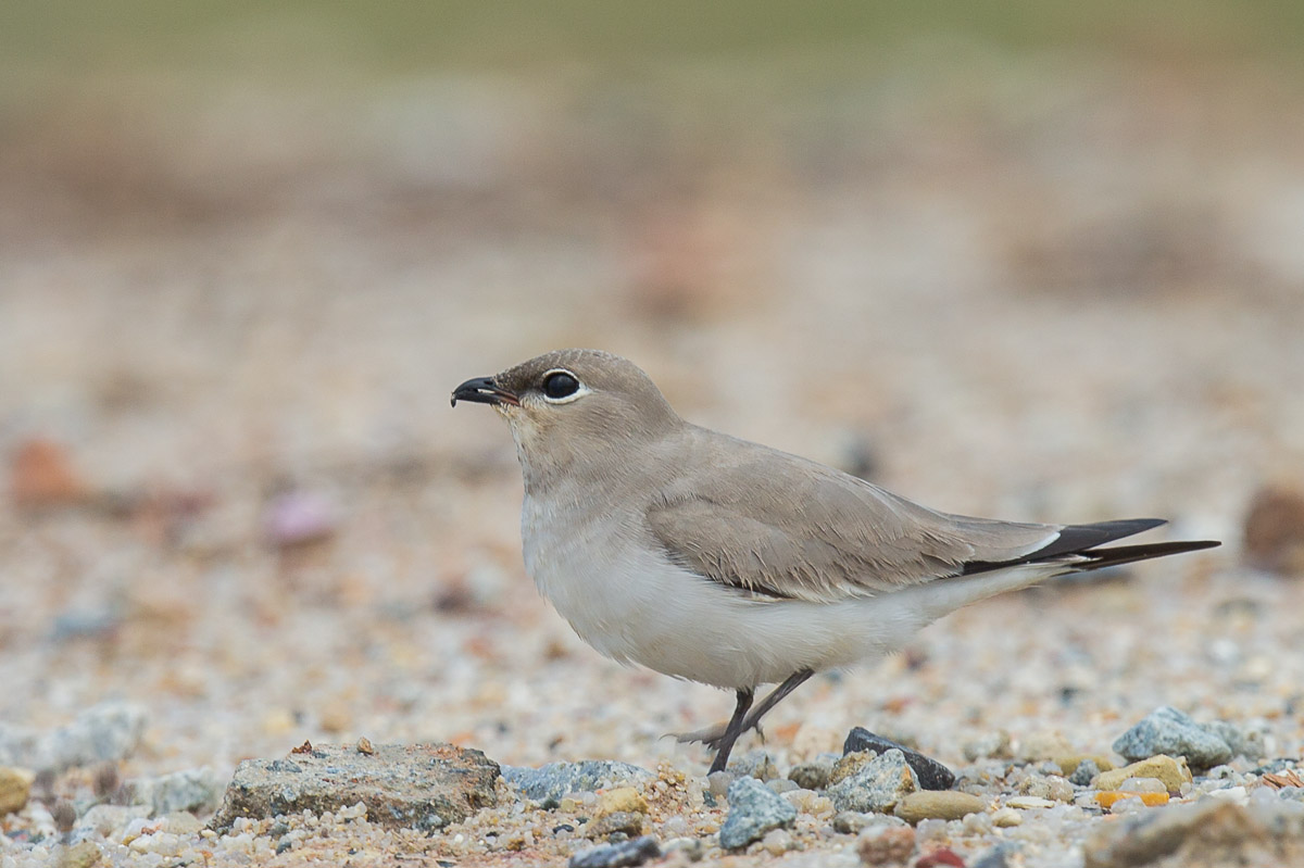 Small Pratincole – Birds of Singapore