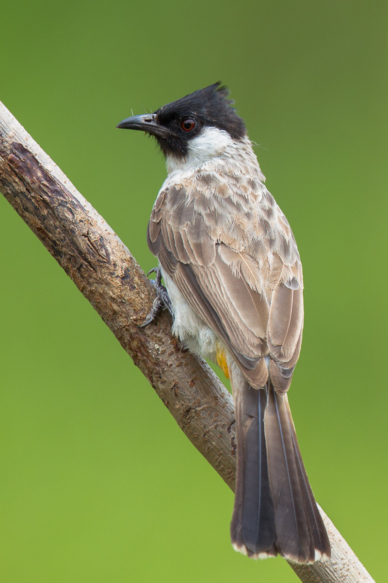Sooty-headed Bulbul – Birds of Singapore