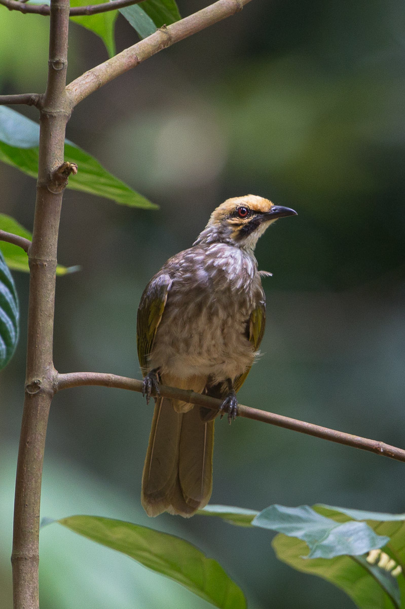 Straw-headed Bulbul – Birds of Singapore