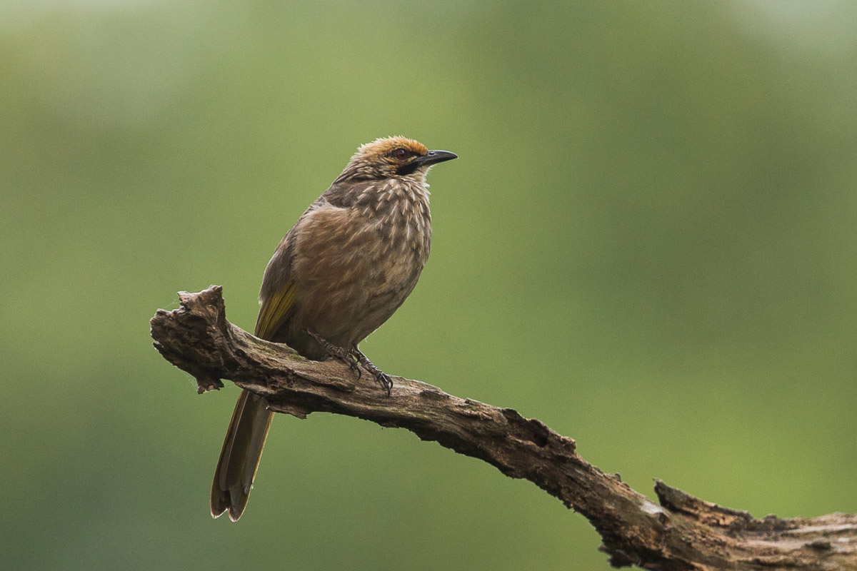 Straw-headed Bulbul – Birds of Singapore