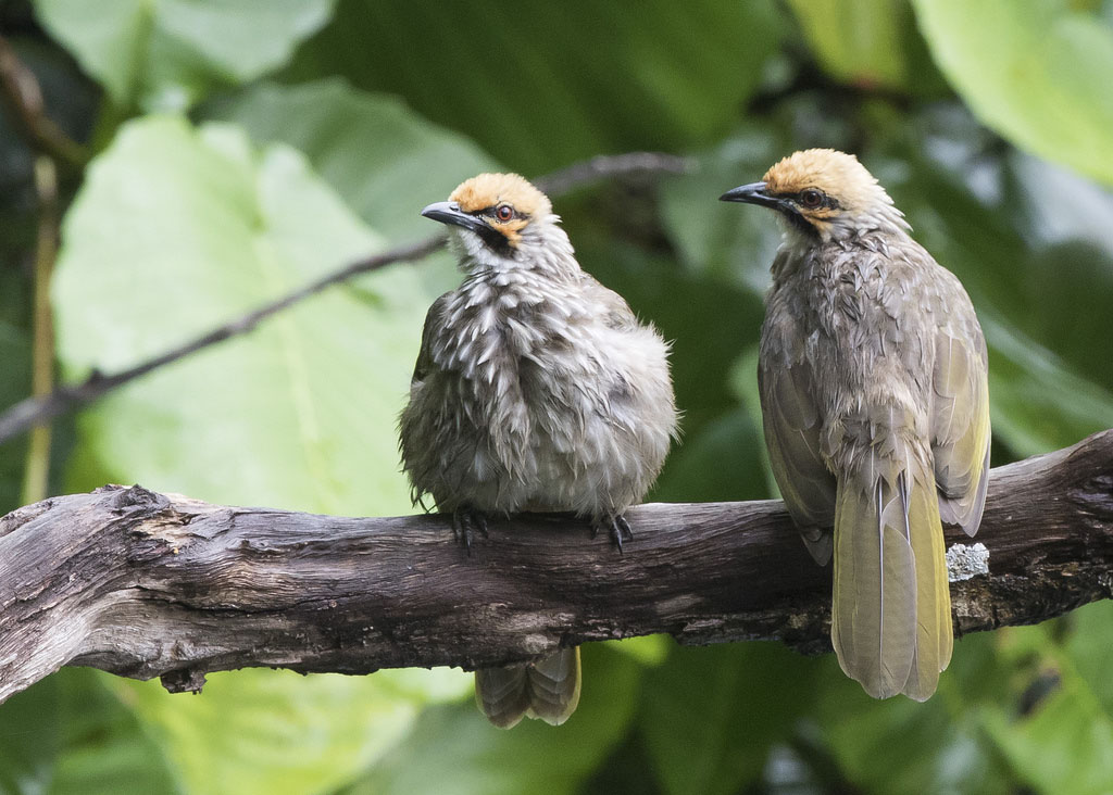 Straw-headed Bulbul – Birds of Singapore