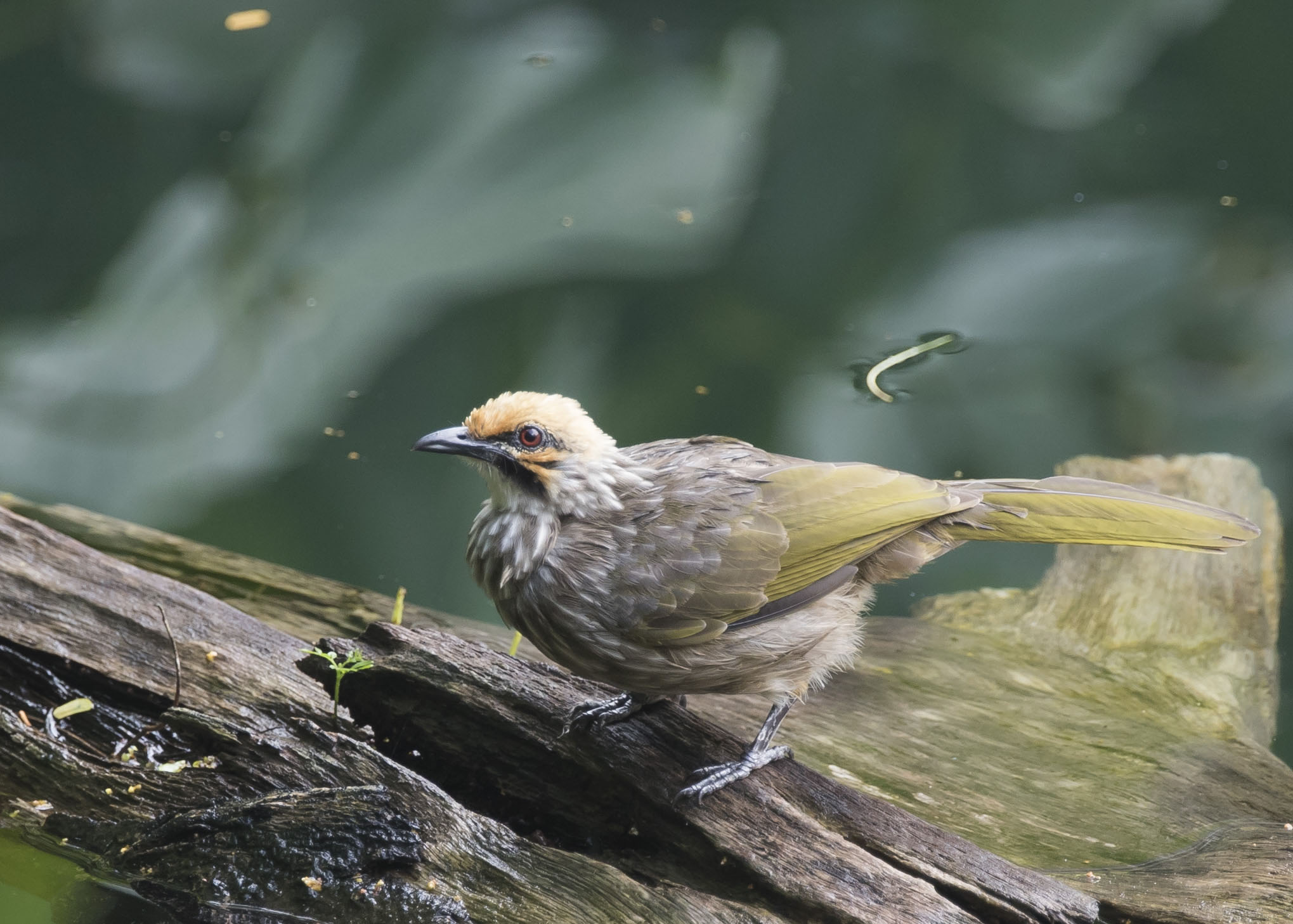 Straw-headed Bulbul – Birds of Singapore