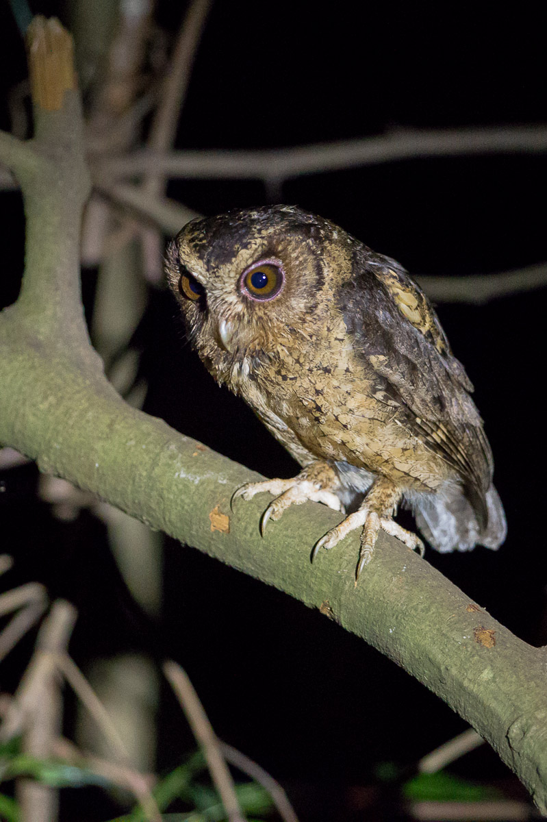 Collared Scops Owl – Birds of Singapore