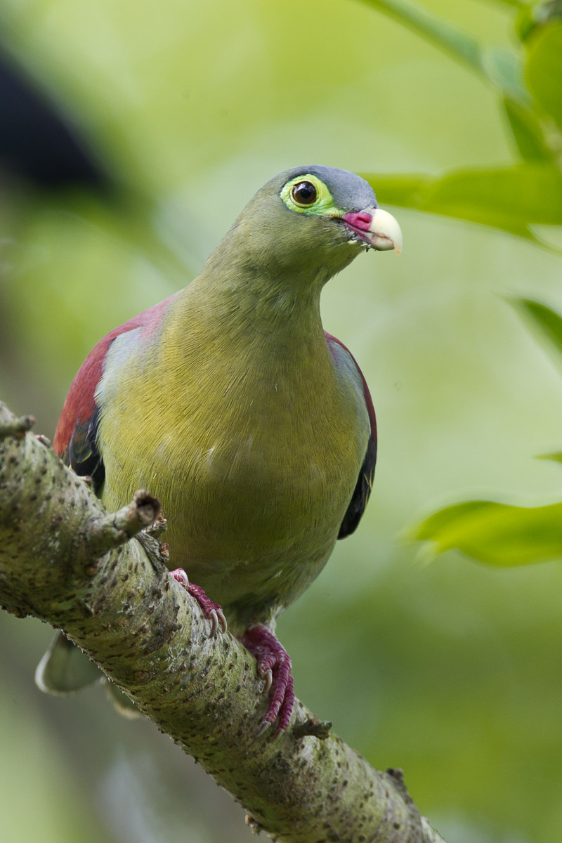 Thick-billed Green Pigeon – Birds of Singapore
