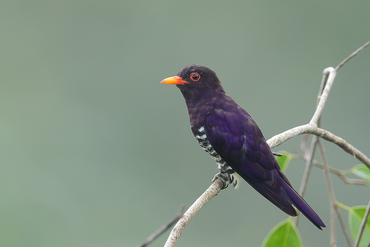 Violet Cuckoo – Birds of Singapore