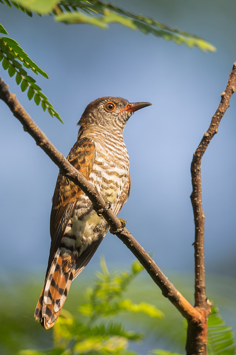 Violet Cuckoo – Birds of Singapore