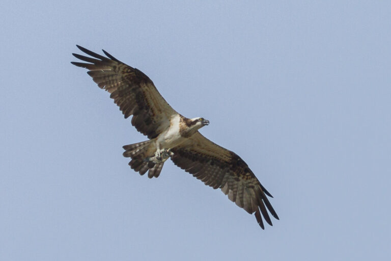 Osprey – Birds of Singapore