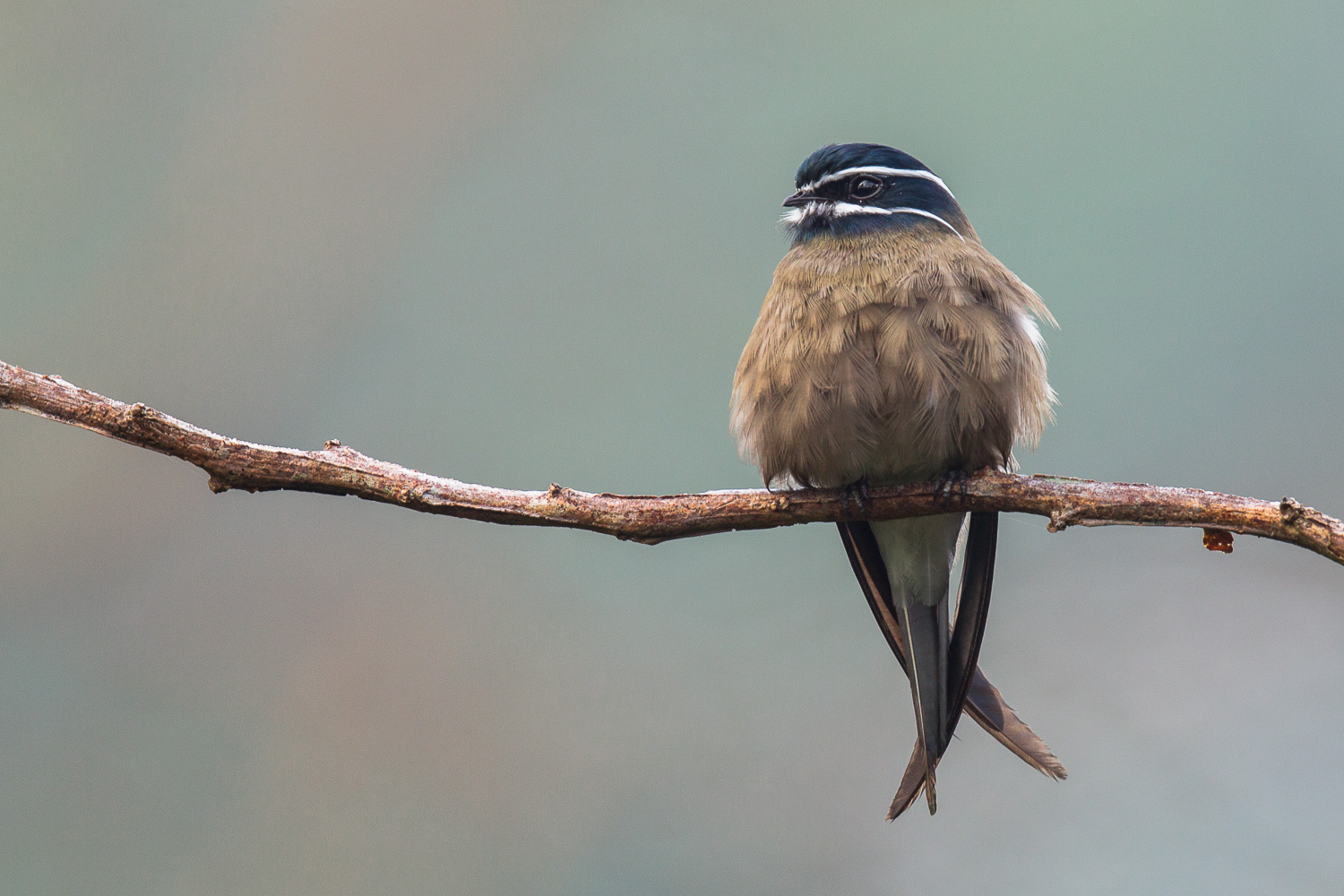 Whiskered Treeswift – Birds of Singapore