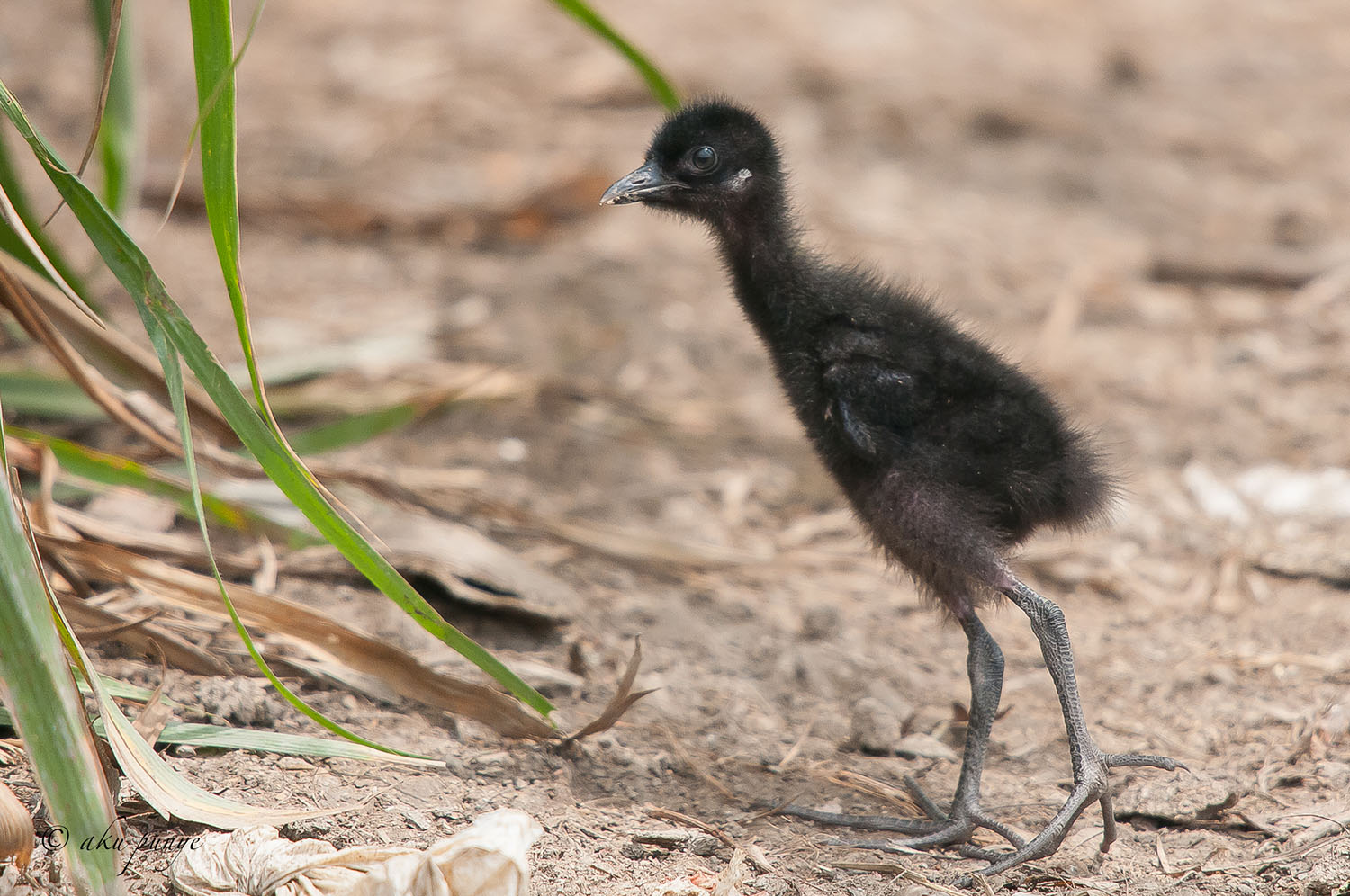 White-breasted Waterhen – Birds of Singapore