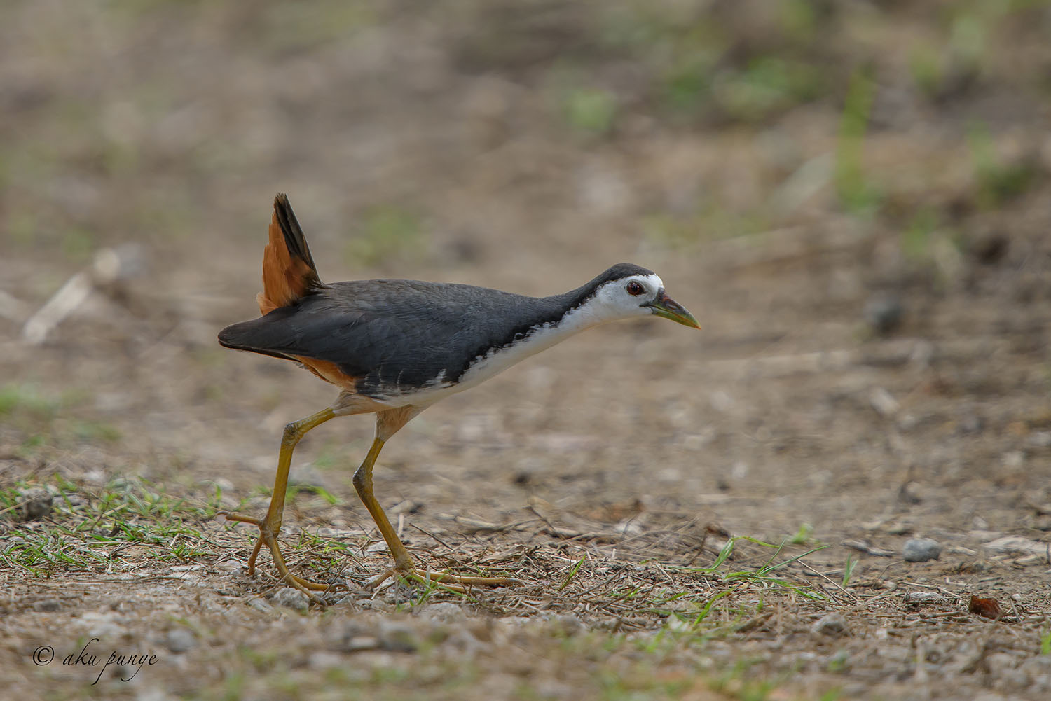 White-breasted Waterhen – Birds of Singapore