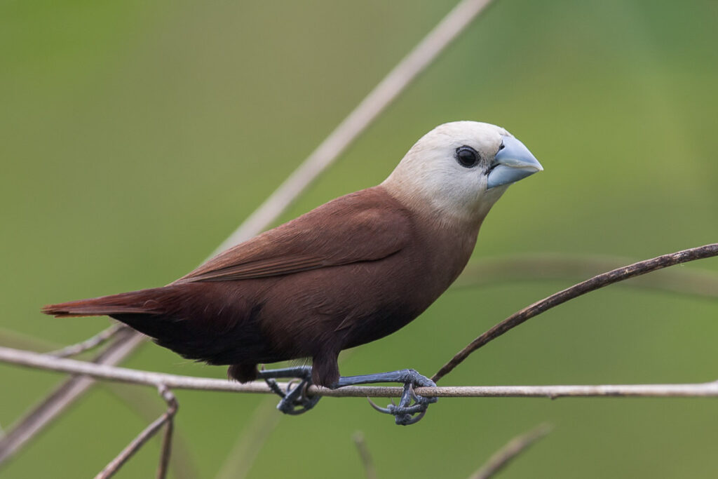 White-headed Munia – Birds of Singapore