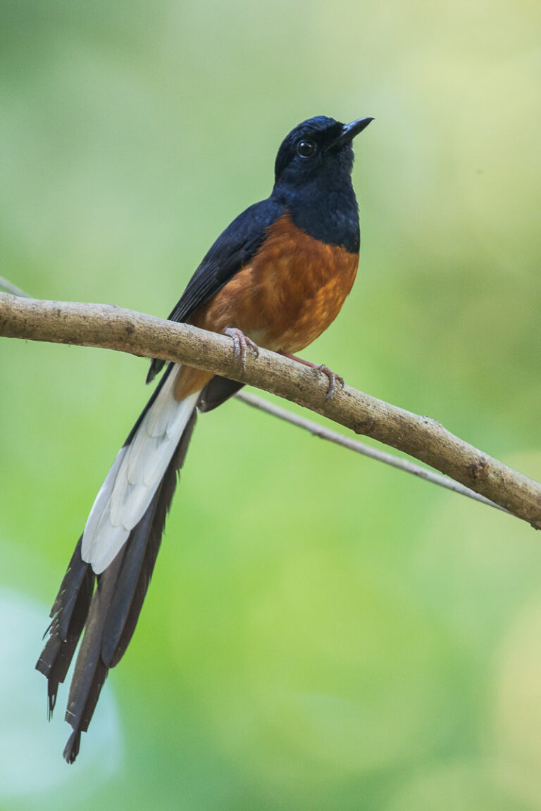 White-rumped Shama – Birds of Singapore