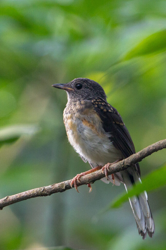 White-rumped Shama – Birds of Singapore