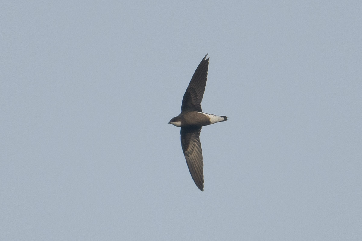 White-throated Needletail – Birds of Singapore