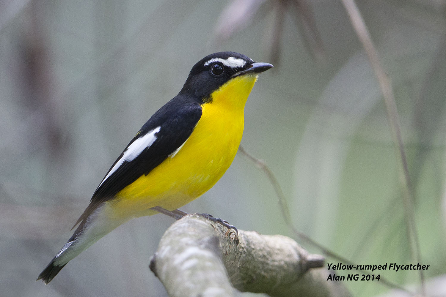 Yellow-rumped Flycatcher – Birds of Singapore