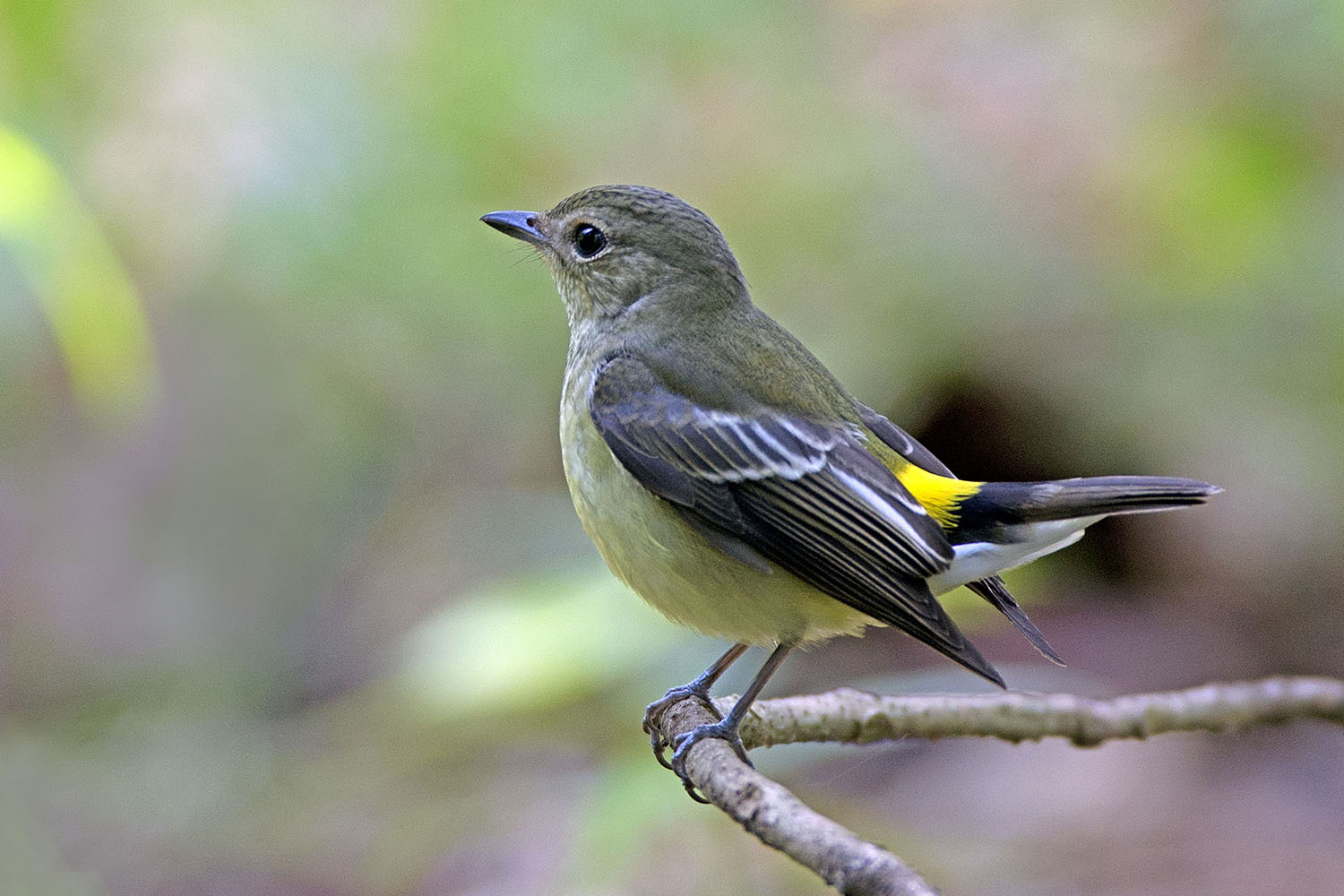 Yellow-rumped Flycatcher – Birds of Singapore