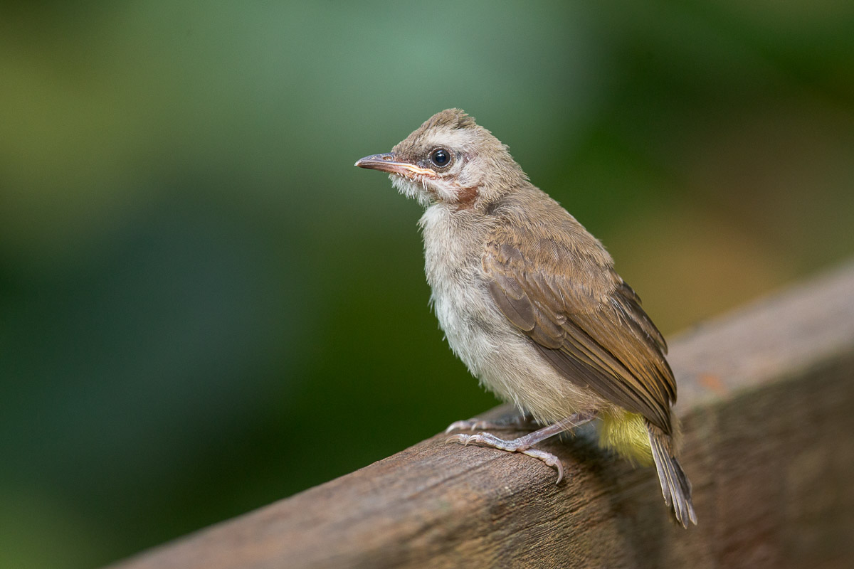 Yellow-vented Bulbul – Birds of Singapore