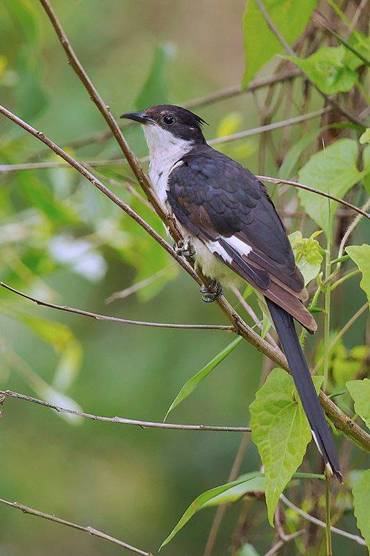 Jacobin Cuckoo – Birds of Singapore