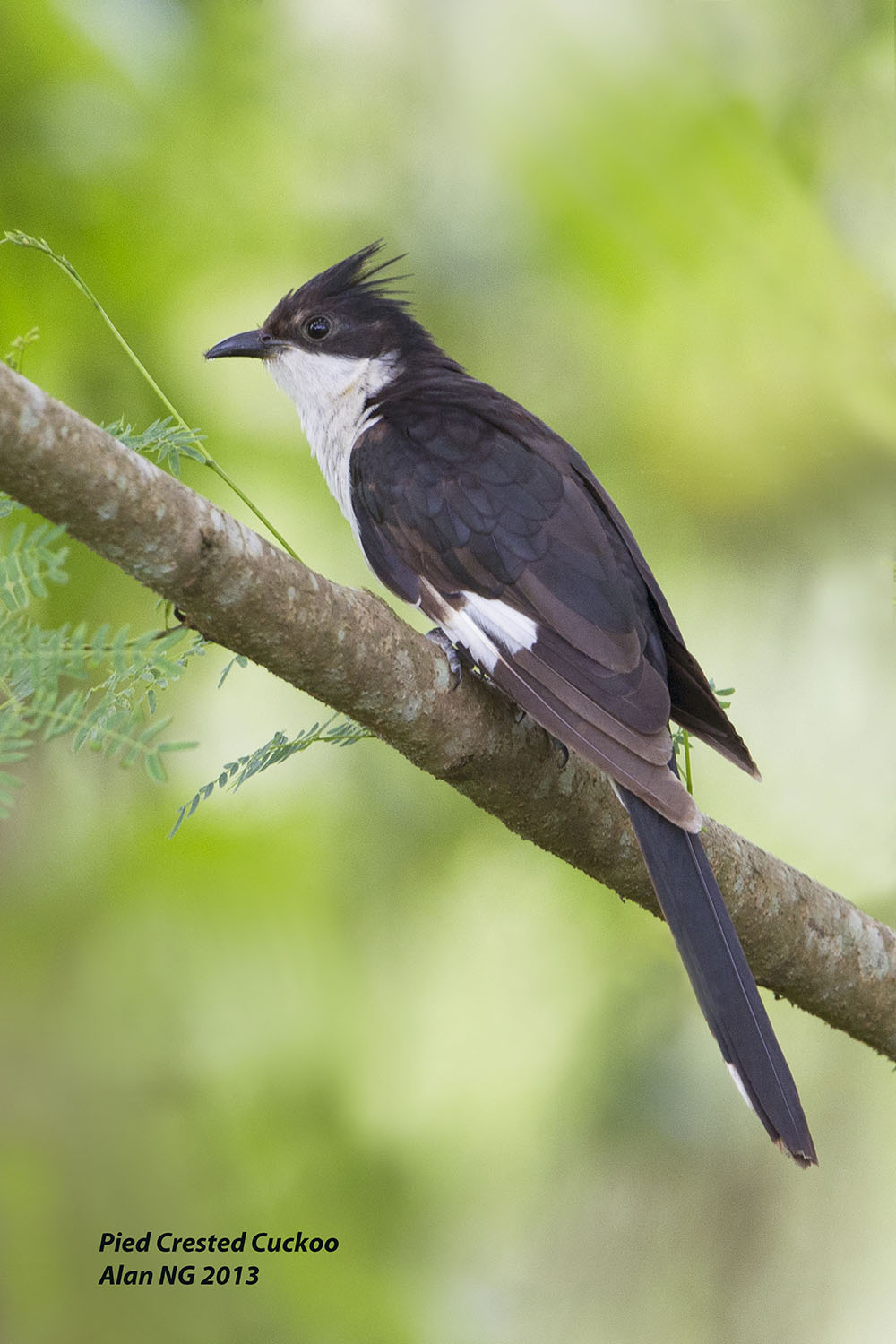 Jacobin Cuckoo – Birds of Singapore