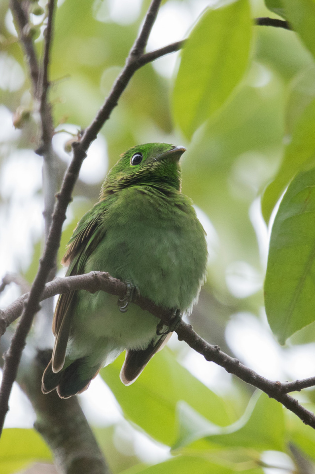 Green Broadbill – Birds of Singapore