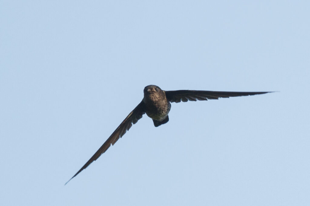 Plume-toed Swiftlet – Birds of Singapore