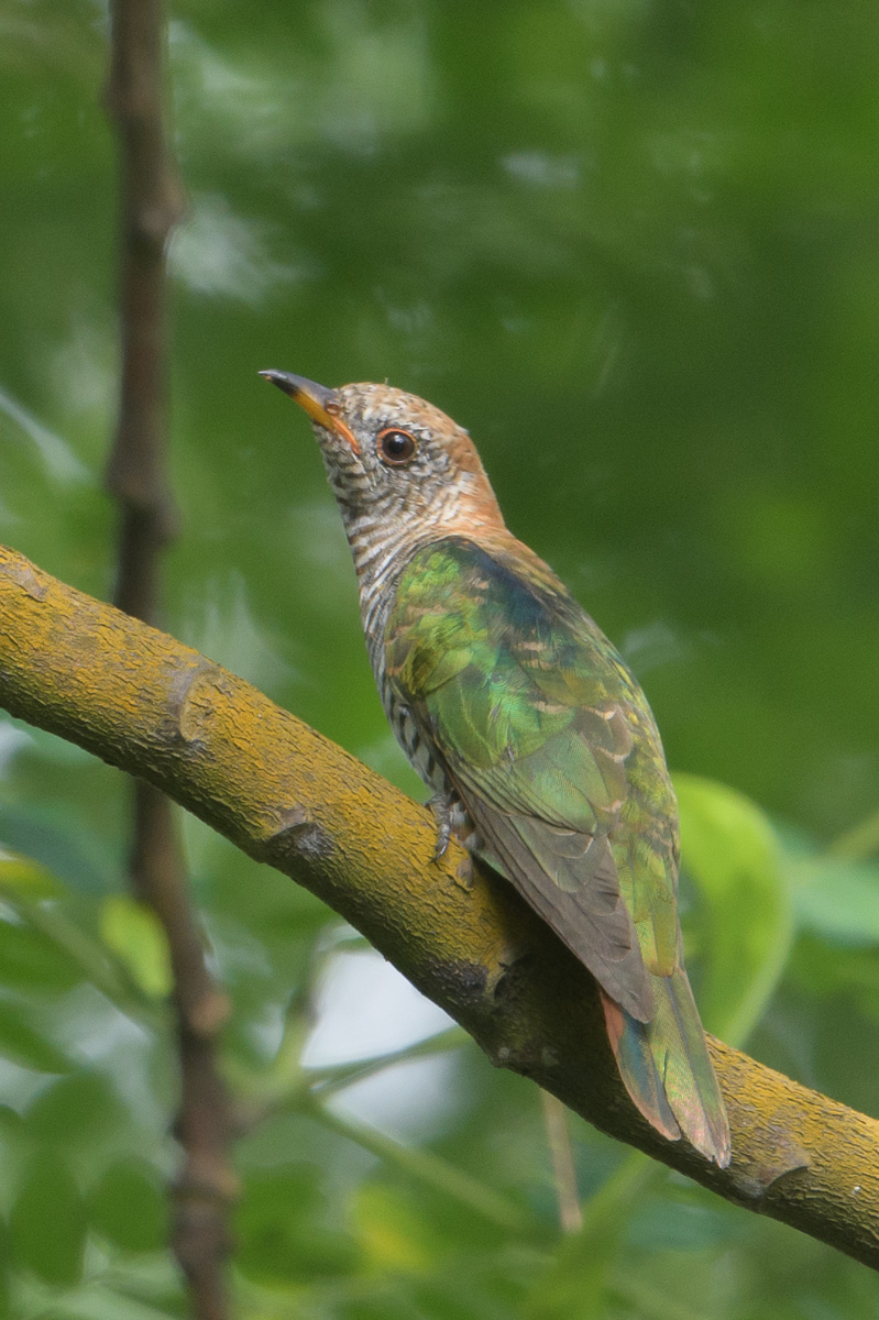 Asian Emerald Cuckoo – Birds of Singapore