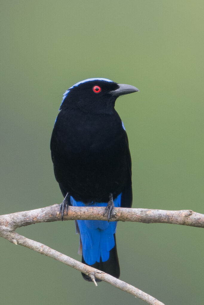 Asian Fairy-bluebird – Birds of Singapore