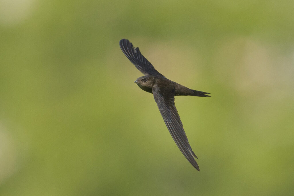 Asian Palm Swift – Birds of Singapore