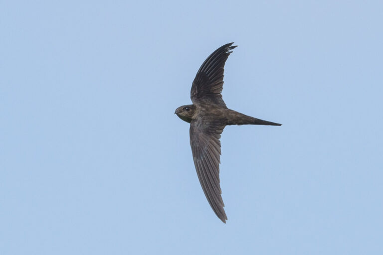 Asian Palm Swift – Birds of Singapore