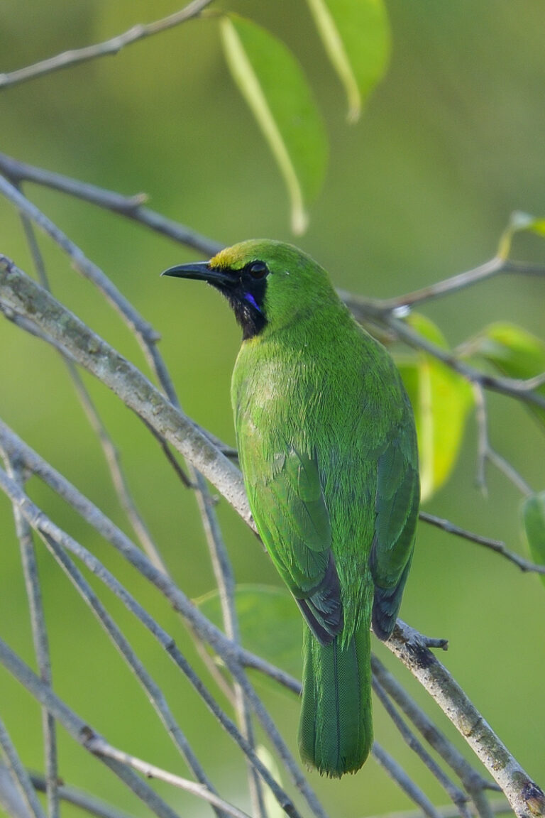 Lesser Green Leafbird – Birds of Singapore