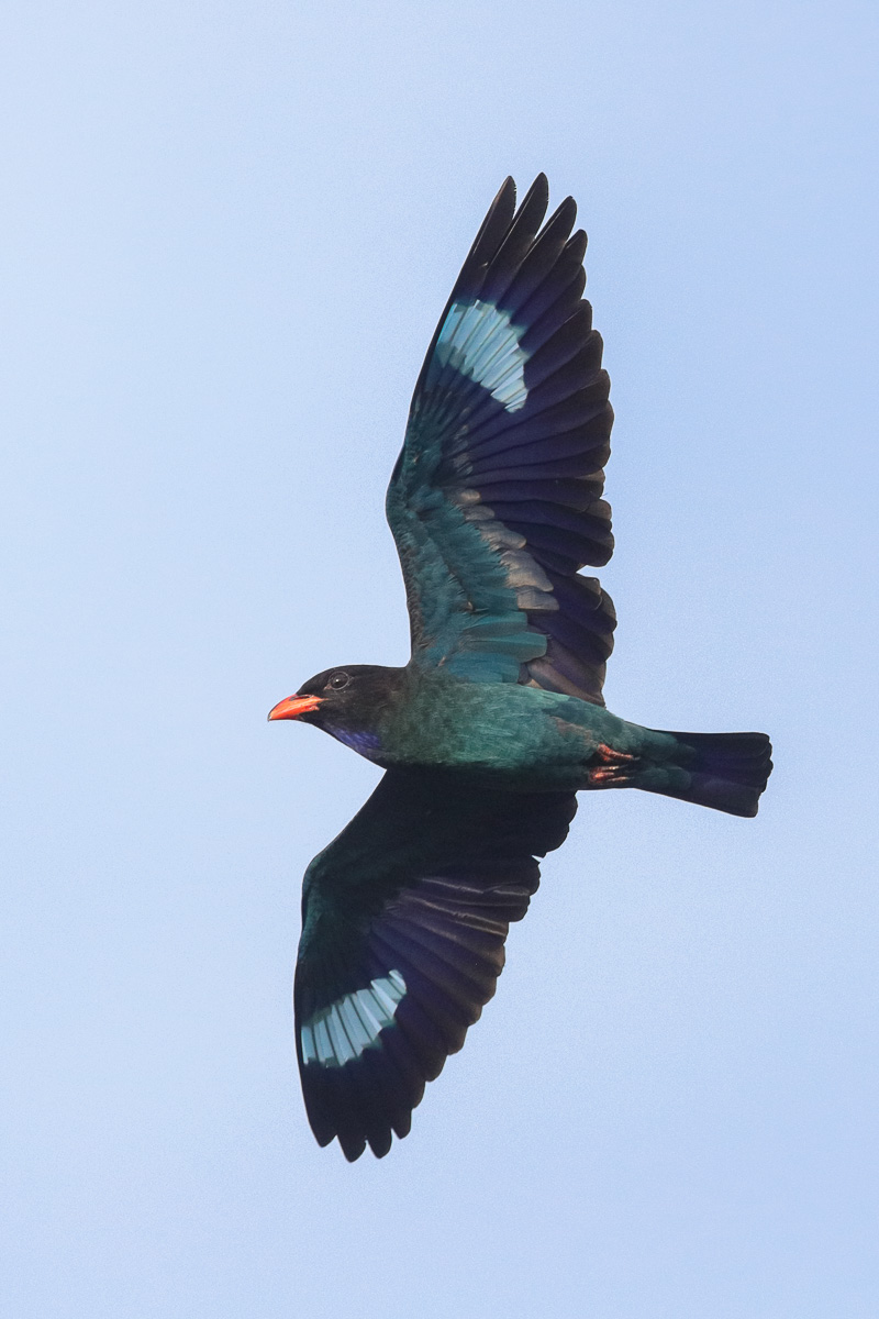 Oriental Dollarbird – Birds of Singapore