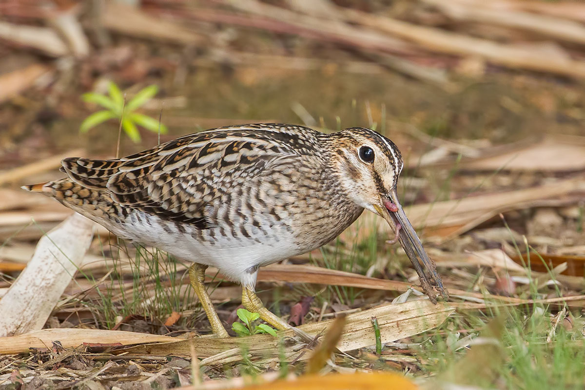 Pin-tailed Snipe – Birds of Singapore