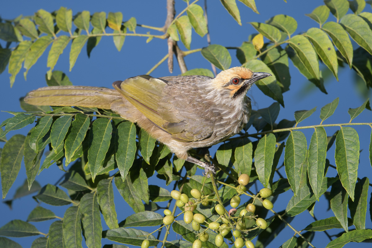 Straw-headed Bulbul – Birds of Singapore