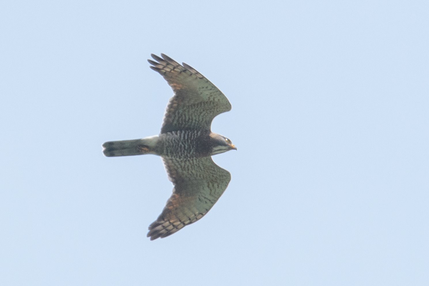 Grey-faced Buzzard – Birds of Singapore