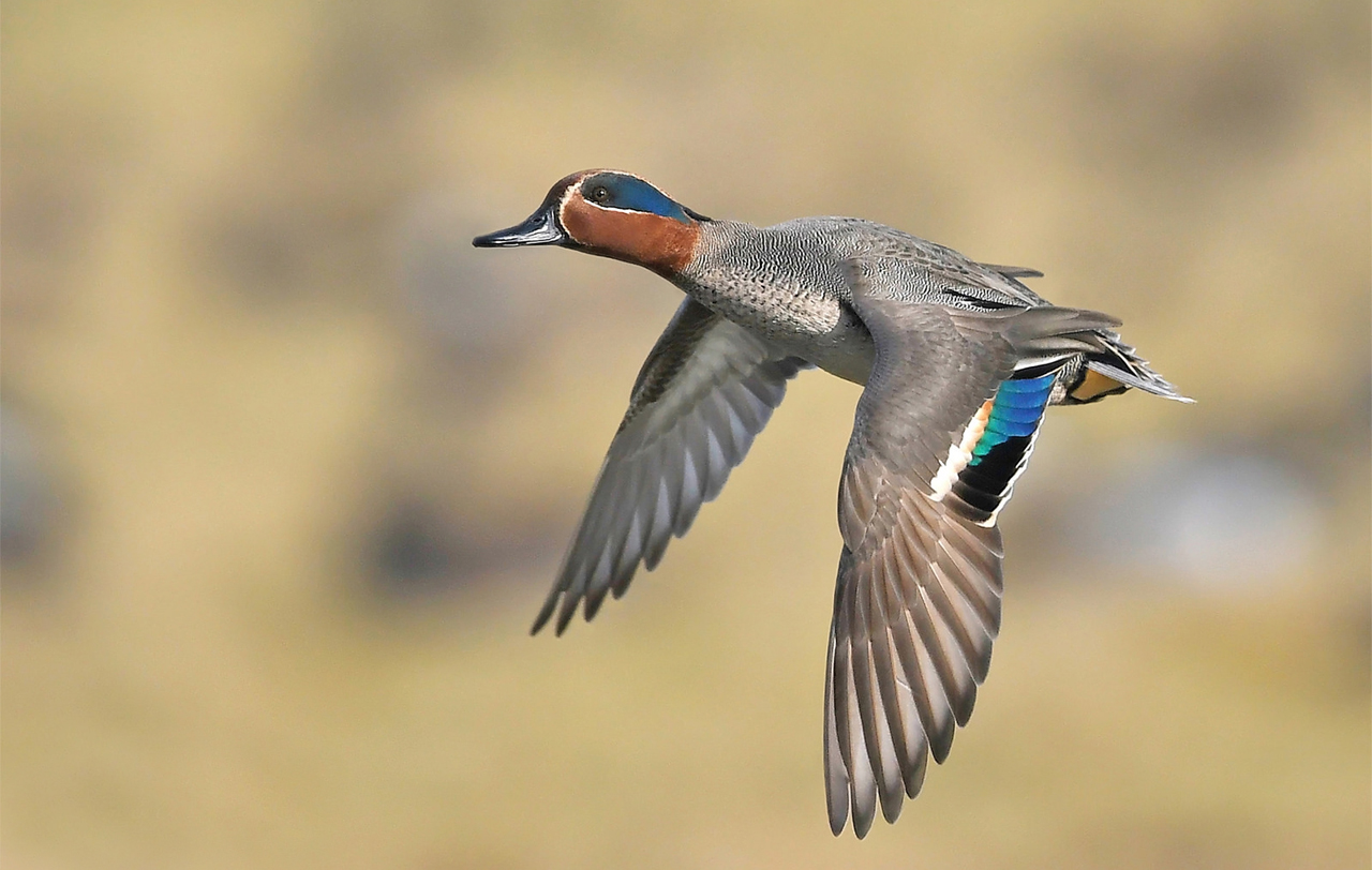 Eurasian Teal – Birds of Singapore