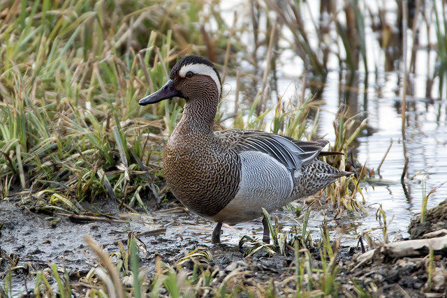 Garganey – Birds of Singapore