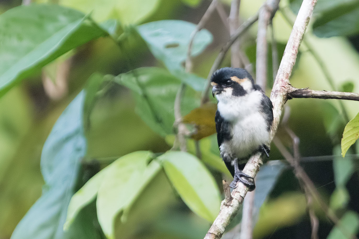 Black-thighed Falconet – Birds of Singapore