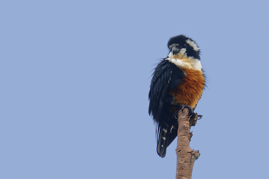 Black-thighed Falconet – Birds of Singapore